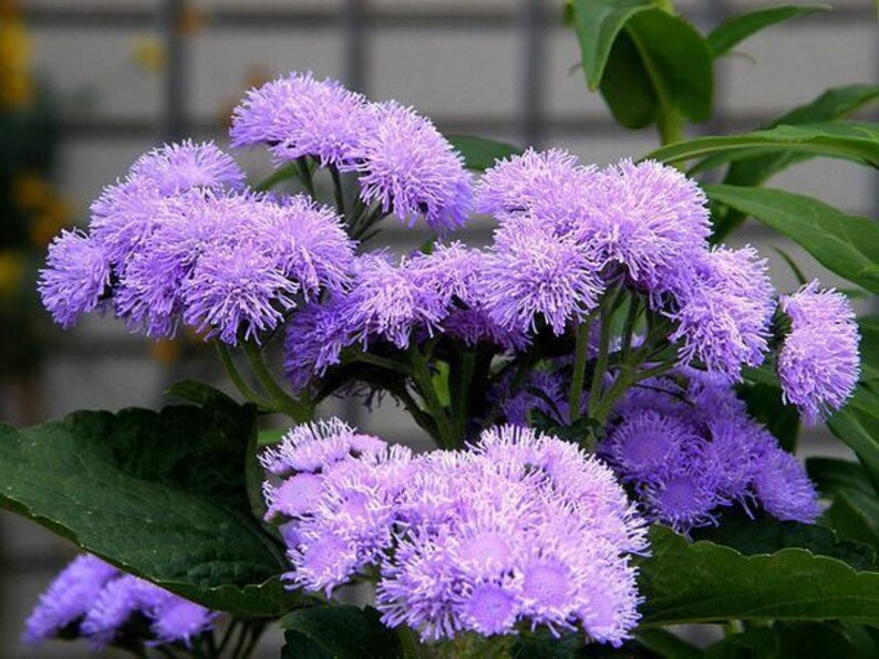 Floss flower 100 seeds Ageratum houstonianum | Etsy