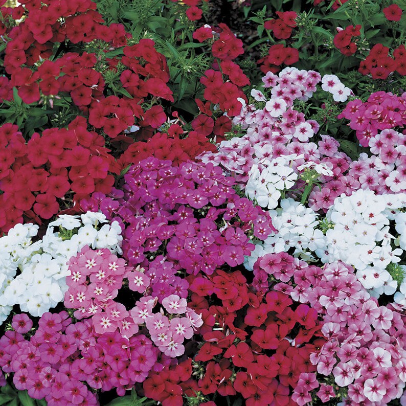 Drummond's Phlox Mix 50 Seeds Phlox Drummondii | Etsy