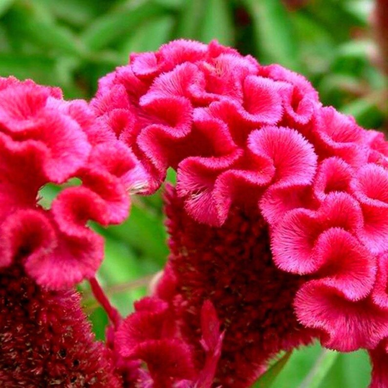 Cockscomb 50 Seeds Celosia Argentea Var. Cristata | Etsy