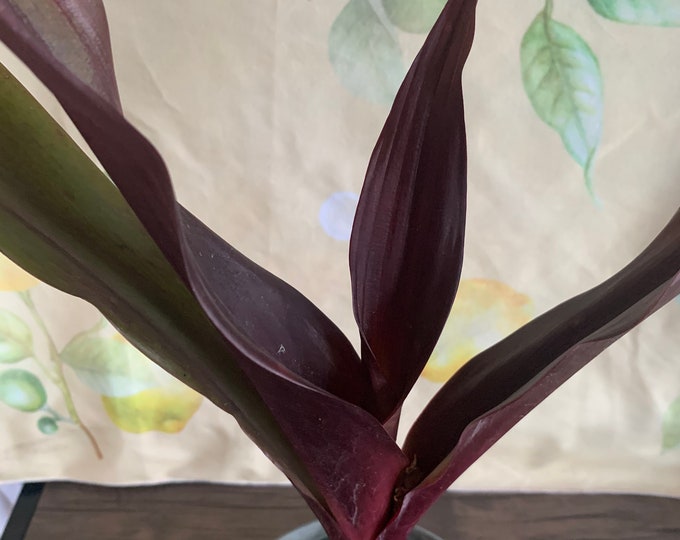 Queen Emma Plant, Crinum Lily Plant - Etsy