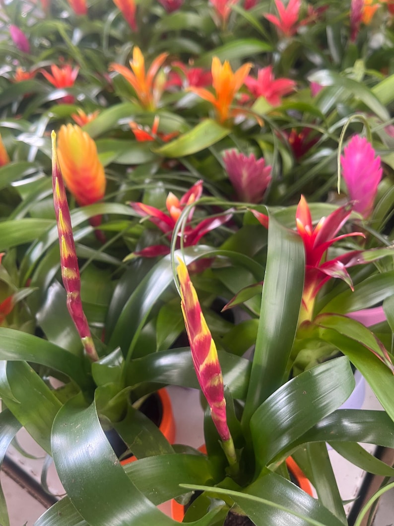 Colorful Bromeliad Garden Mix – Set of 3 Tropical Bromeliads in 2” Pots ...