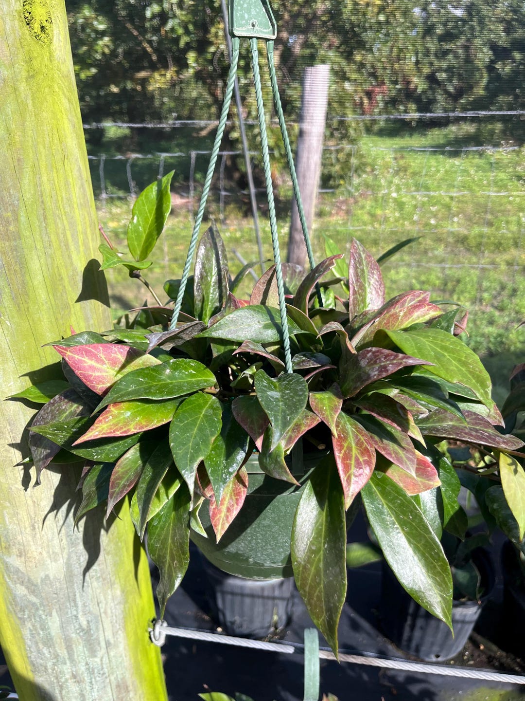 Hoya Erythrostemma Hoya Sunrise Lacunosa X Hoya Obscura- Rare Hanging ...