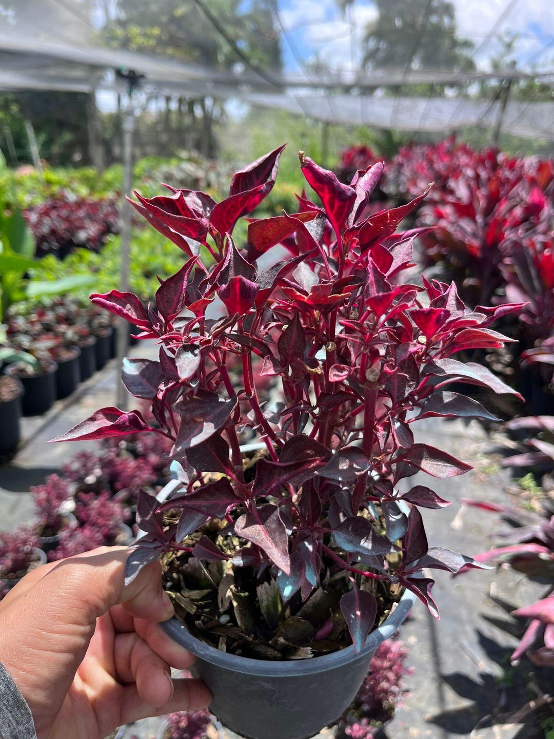 Iresine Bloodleaf Plant Live – Alternanthera Look Alike – Red Pink ...