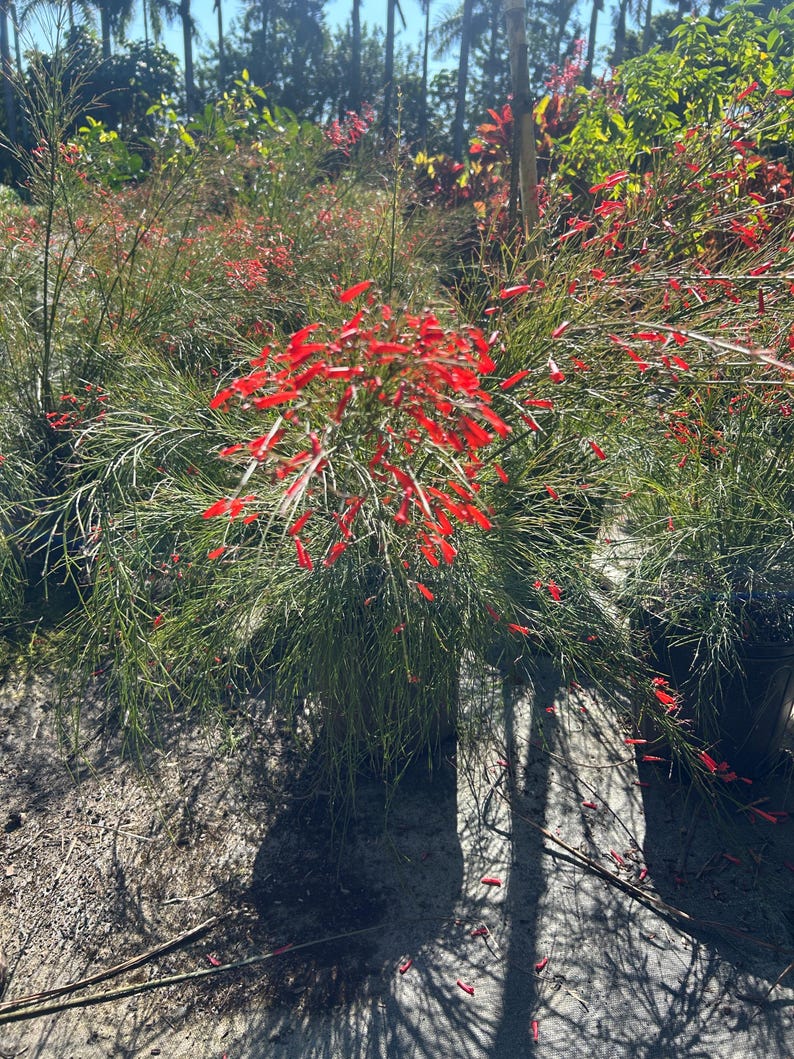 Live Red Firecracker Plant: Russelia Equisetiformis, Hummingbird ...