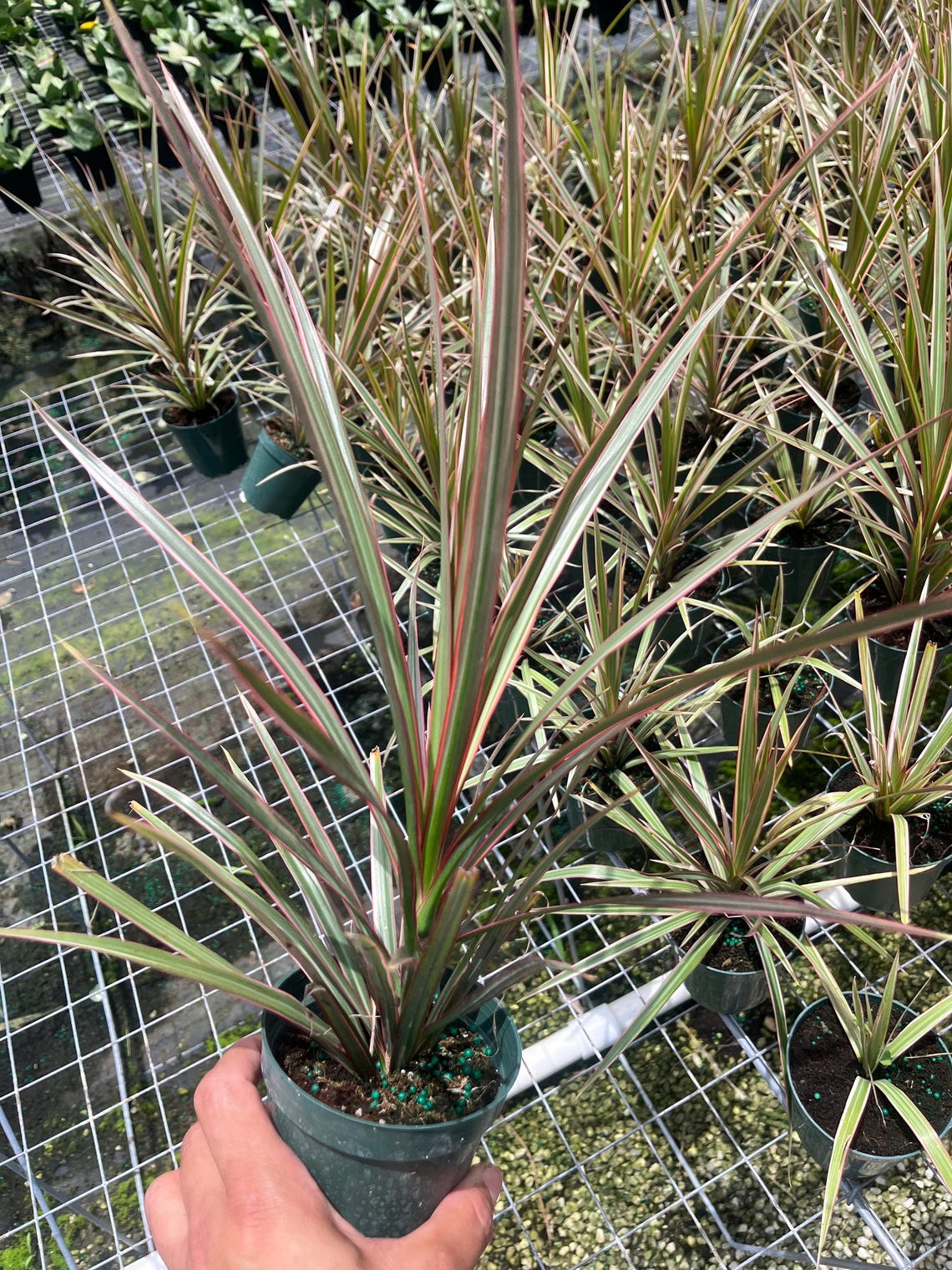 Dracaena Marginata ‘colorama’ – Striking Tricolor Dragon Tree | Live ...