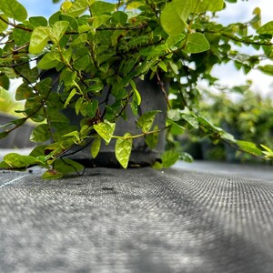 Charming Ficus Pumila Minima – Miniature Creeping Fig for Lush Greenery ...