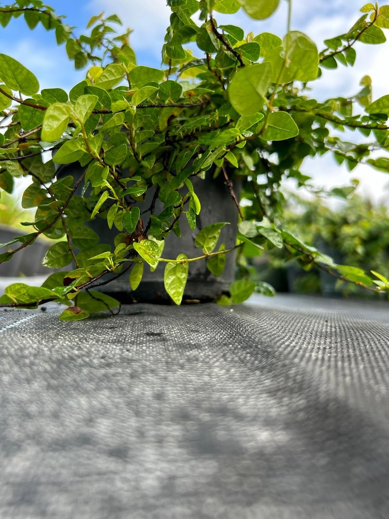 Ficus Pumila Minima Plant 6in | Mini Creeping Fig Trailing Vine, Indoor ...