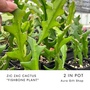Zig Zag, Zic Zac Cactus, Fishbone Plant - Etsy