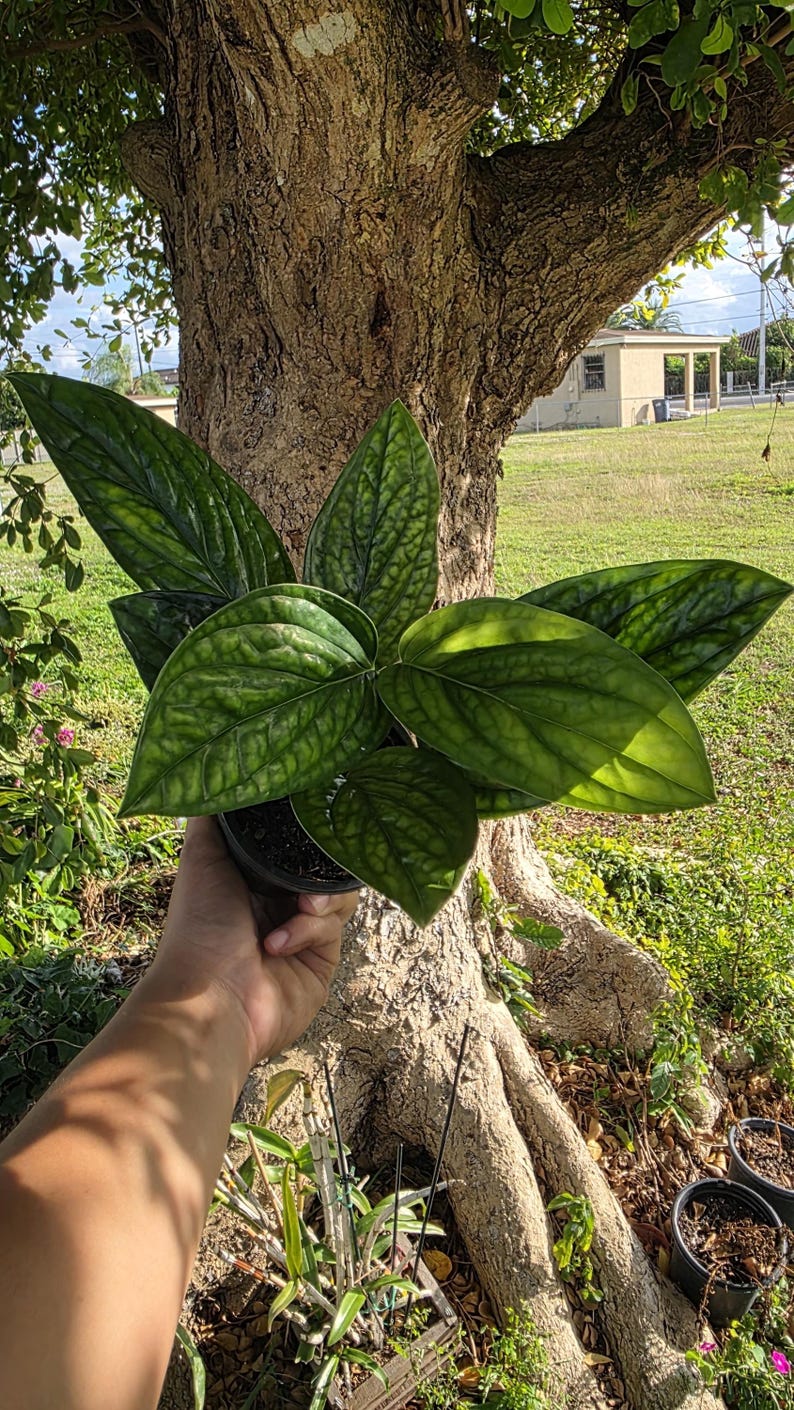 Monstera Peru, Philodendron Peru Galaxy, Exotic Houseplant Collection ...