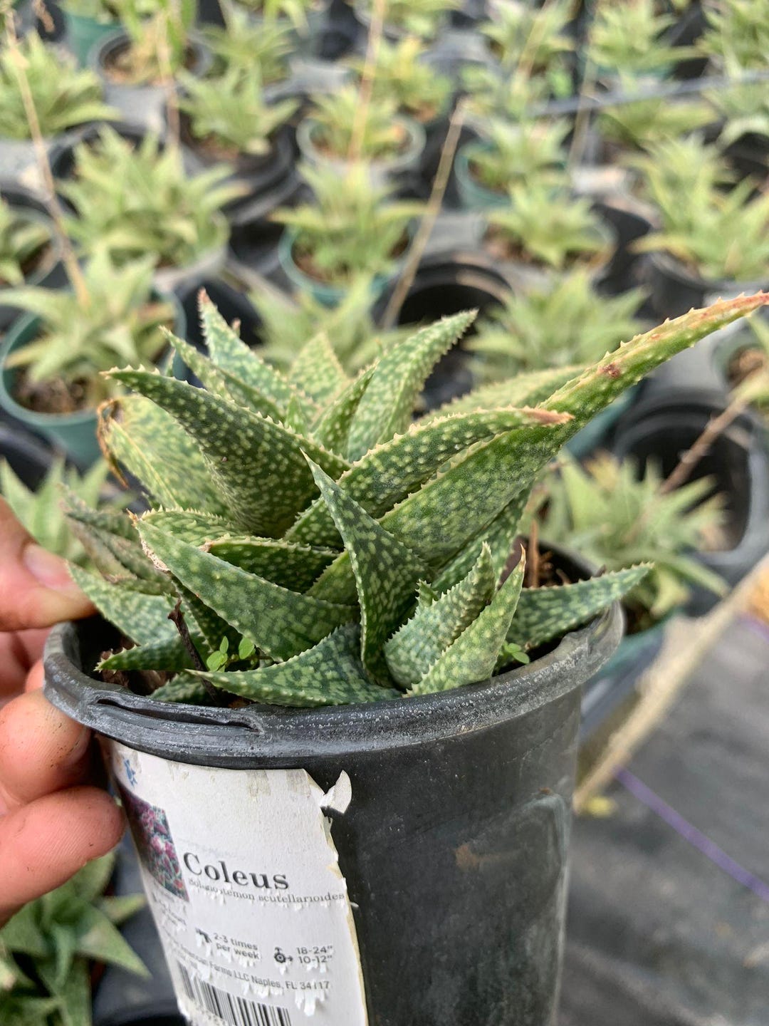 Star Aloe Cluster (aloe Variegata) - Variegated Succulent With Striking ...