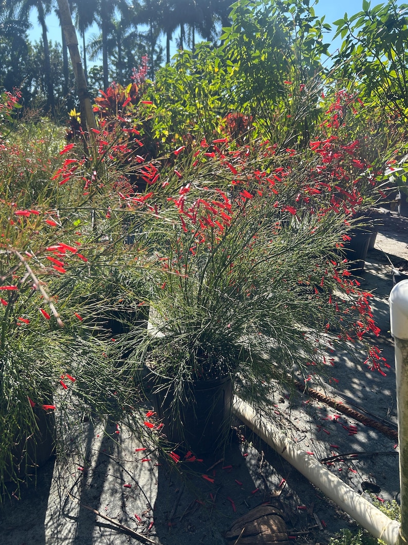 Live Red Firecracker Plant: Russelia Equisetiformis, Hummingbird ...