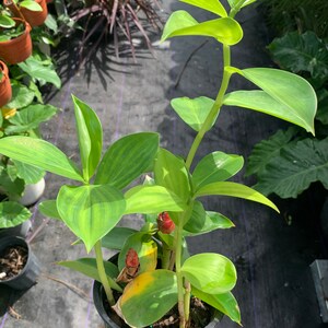 Red Button Ginger Plant (costus Woodsonii) - Tropical Lily Rhizome - Etsy
