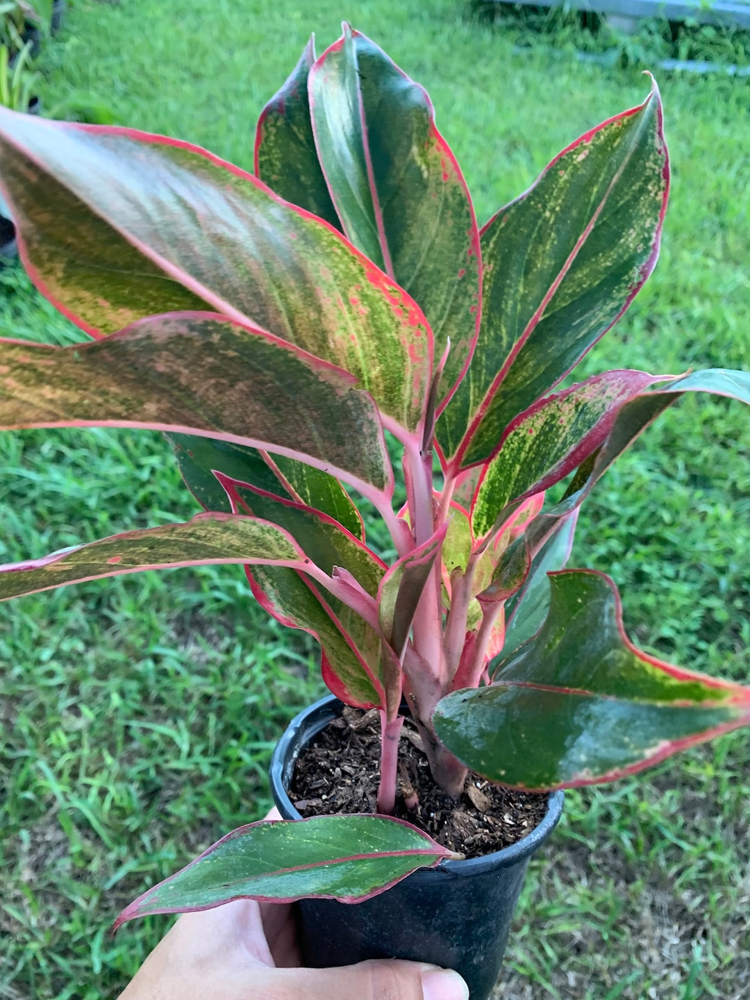 Aglaonema Red Siam: Chinese Evergreen in 6in Pot - Etsy