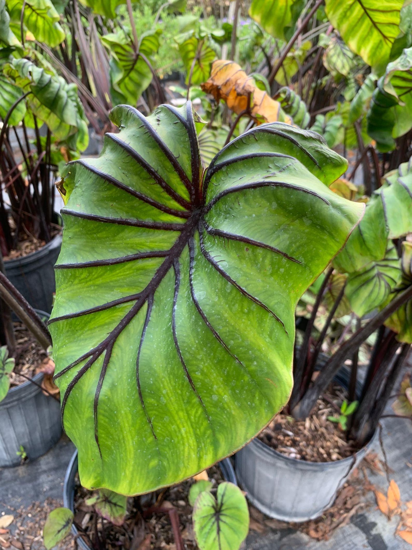 Alocasia Pharaoh's Mask - Rare Elephant Ear Plant With Dramatic Veined ...