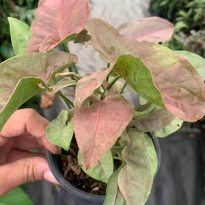 Syngonium Strawberry Cream Podophyllum, Goosefoot Plant / Nephthytis ...
