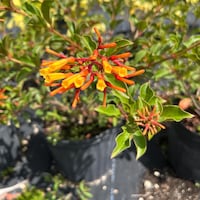 Firefly, Firebush - Butterfly Garden Plant - Red Yellow Tube Flowers ...