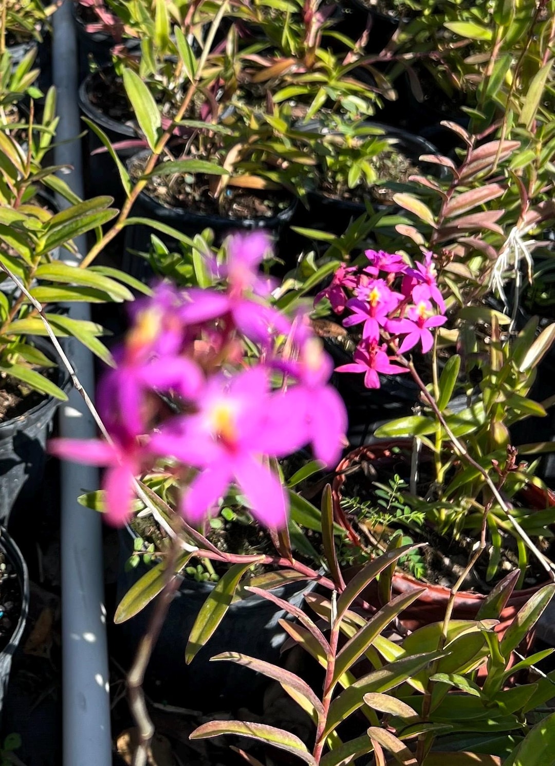 Purple Orchid Epidendrum Radicans - Fire Star Orchid-five Star ...