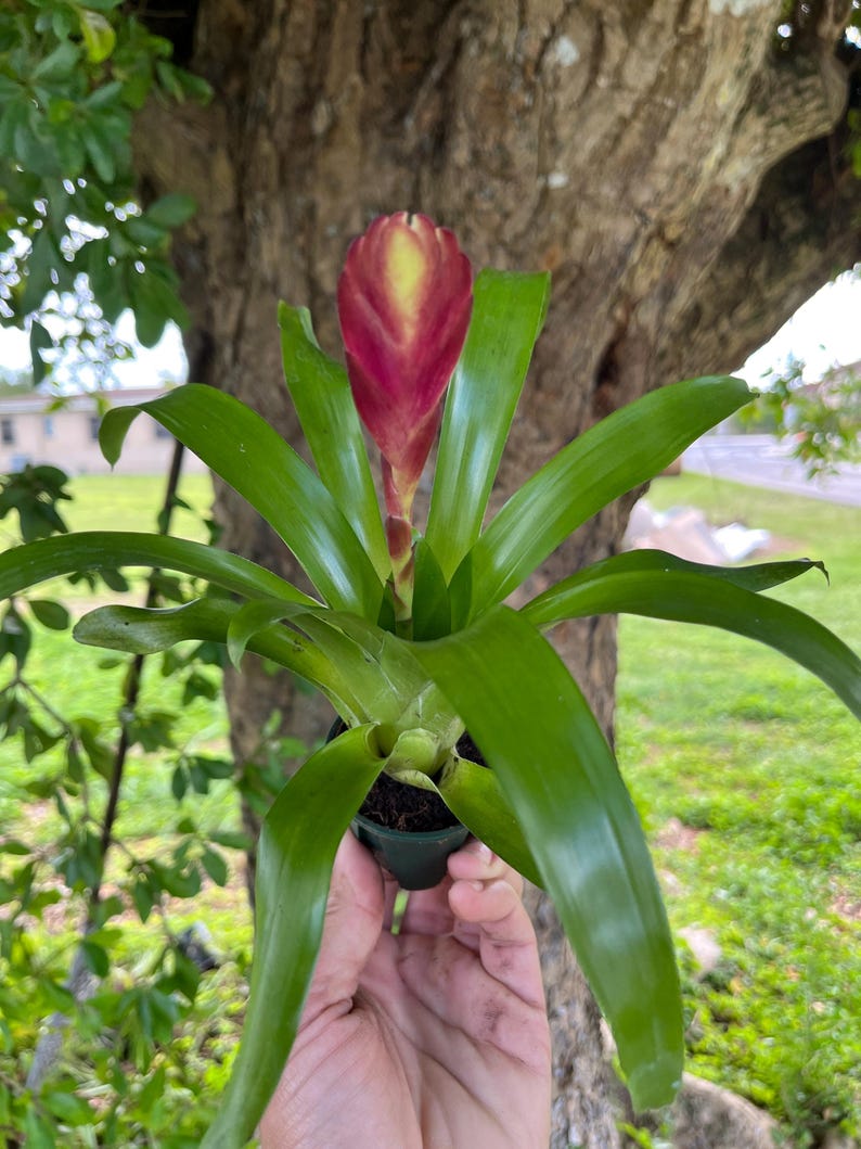 Colorful Bromeliad Garden Mix – Set of 3 Tropical Bromeliads in 2” Pots ...