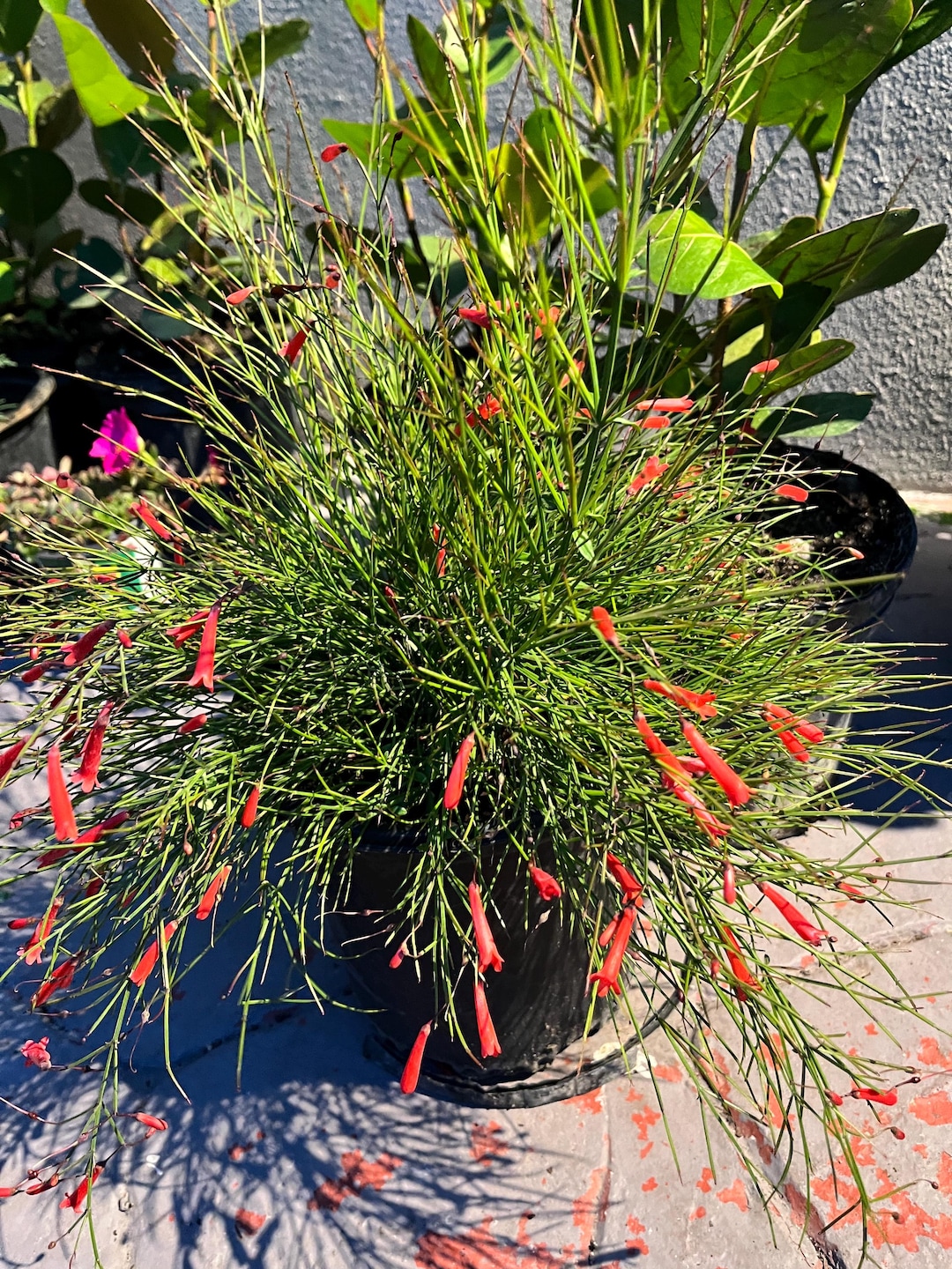 Live Red Firecracker Plant: Russelia Equisetiformis, Hummingbird ...
