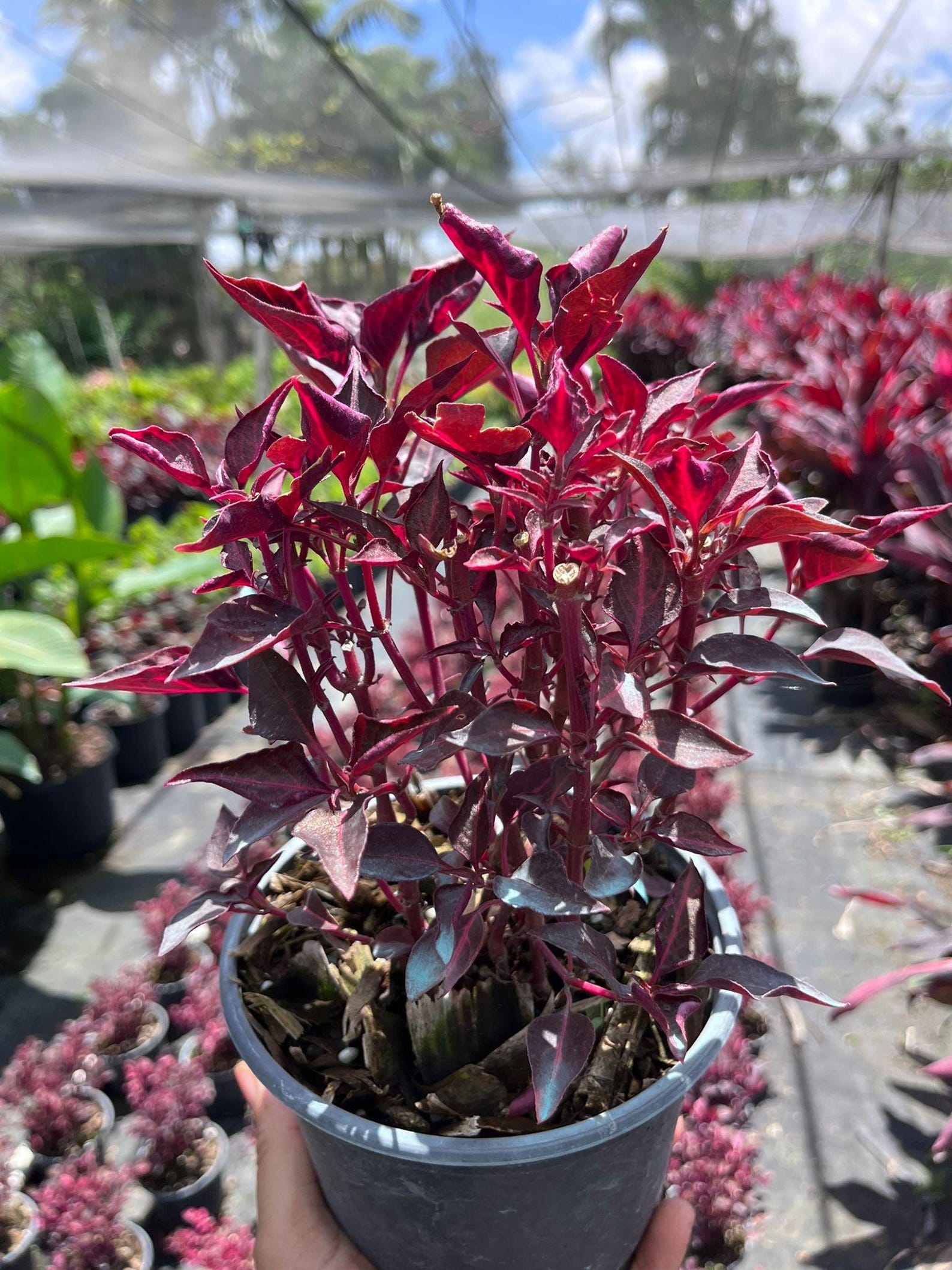 Iresine Bloodleaf Plant Live – Alternanthera Look Alike – Red Pink ...