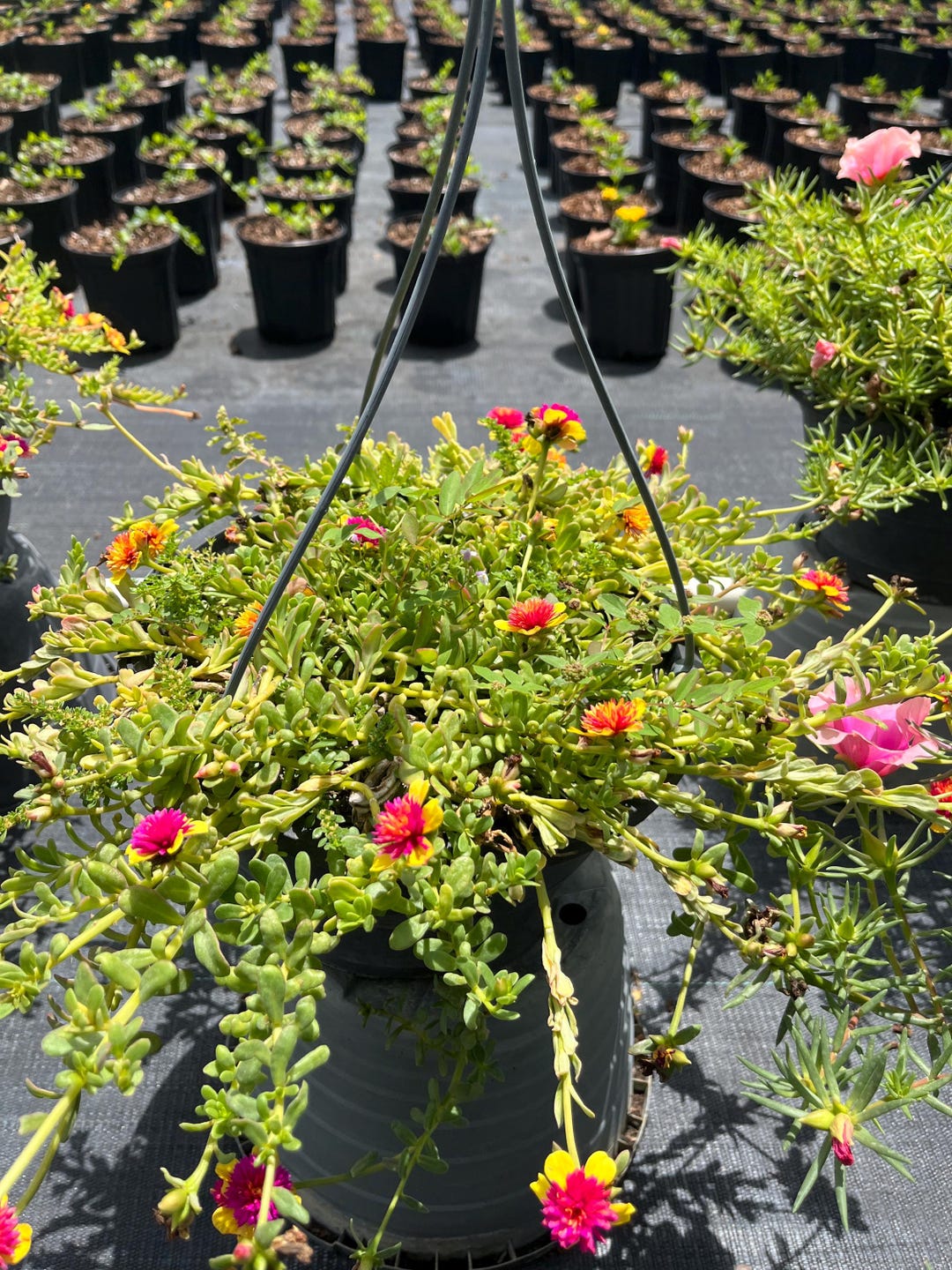 Basket of Portulaca Grandiflora, Moss Rose or Purslane Baskets Large ...