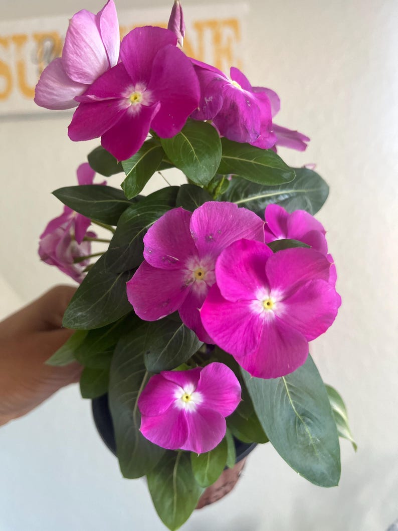 Set of 4 Orchid Pink Vinca Live Plants (madagascar Periwinkle ...