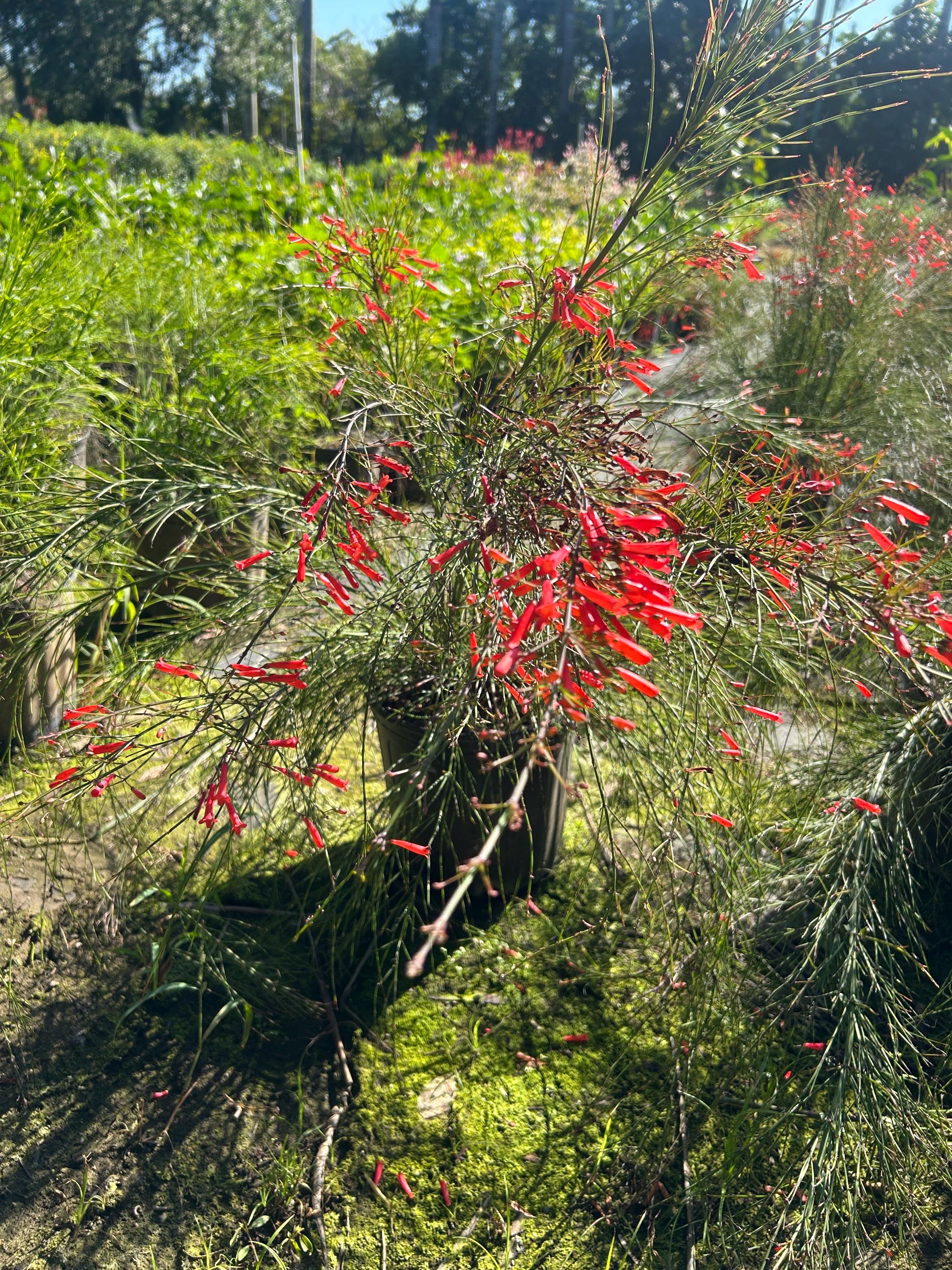Live Red Firecracker Plant: Russelia Equisetiformis, Hummingbird ...