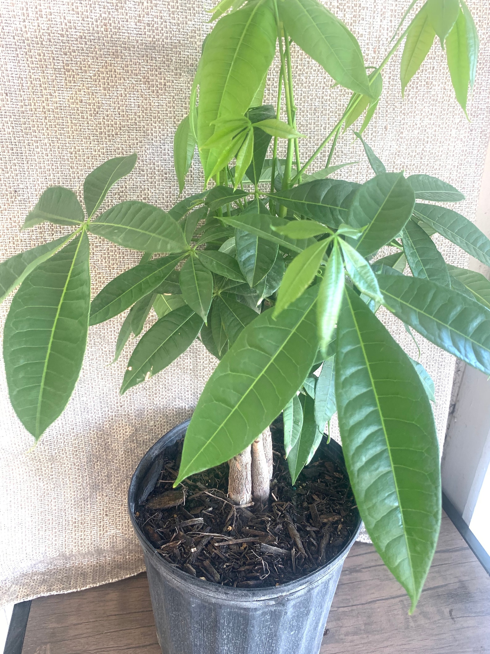 Large Braided Money Tree Pachira Acuatica Malabar Chestnut | Etsy