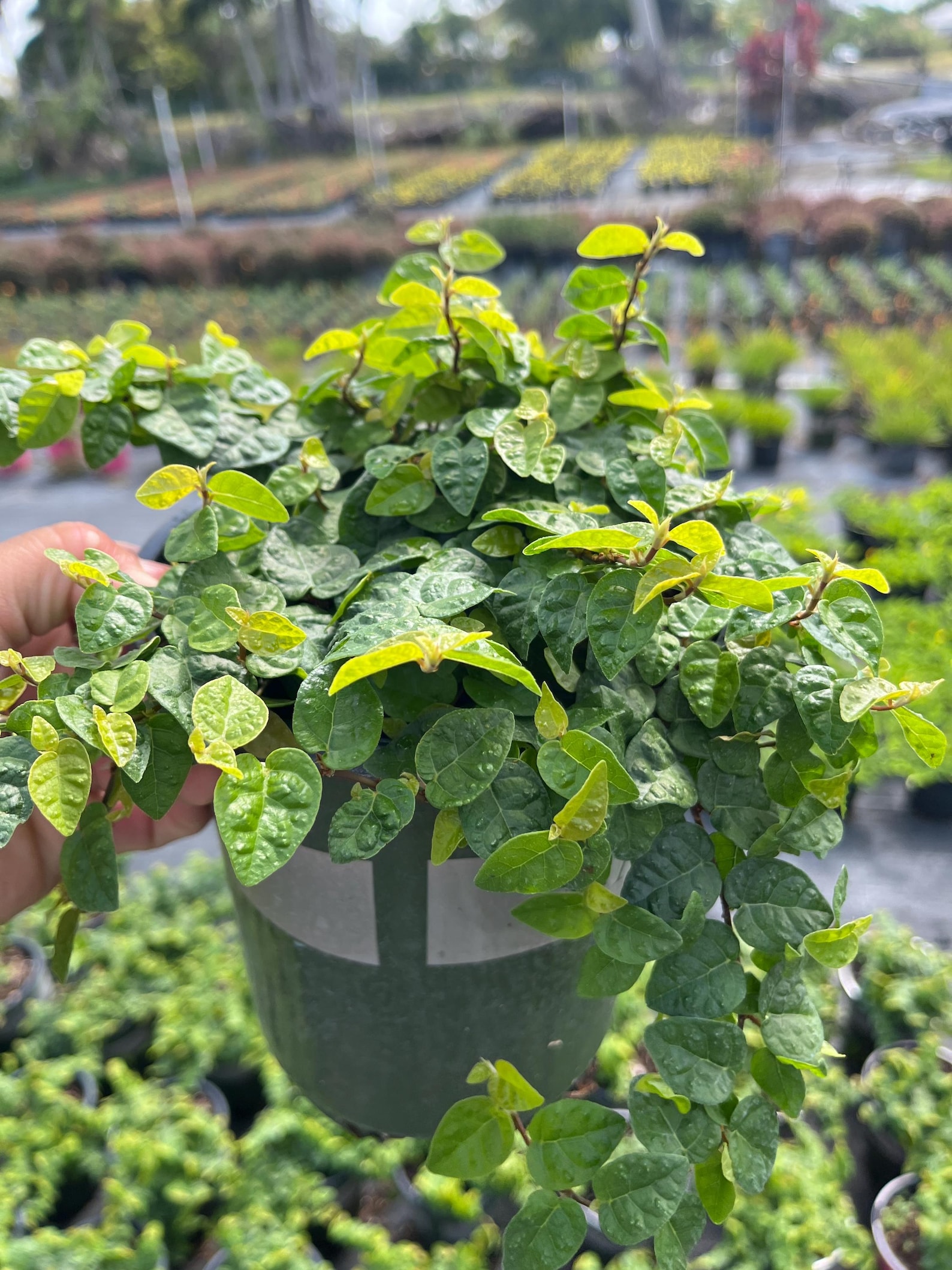 Ficus Pumila Minima Plant 6in | Mini Creeping Fig Trailing Vine, Indoor ...