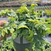 Ficus Pumila Minima Plant 6in | Mini Creeping Fig Trailing Vine, Indoor ...