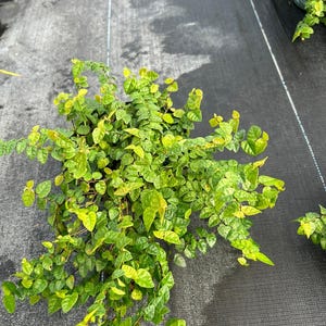 Charming Ficus Pumila Minima – Miniature Creeping Fig for Lush Greenery ...