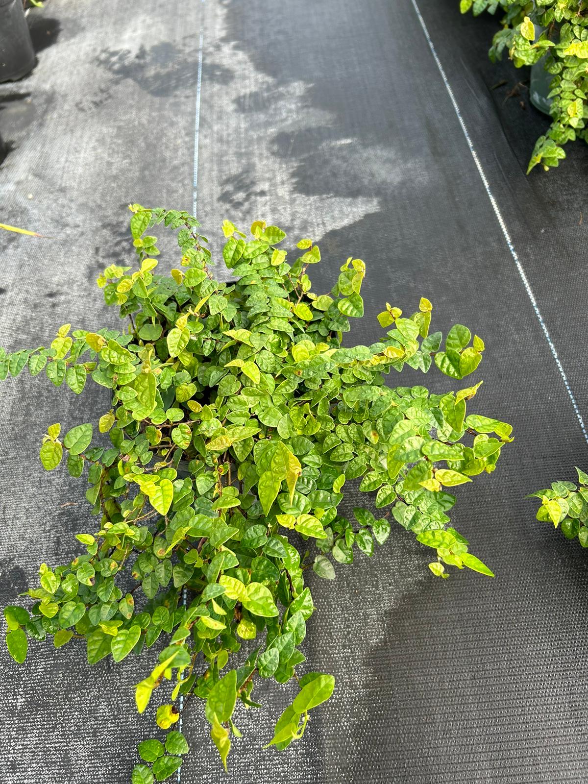 Ficus Pumila Minima Plant 6in | Mini Creeping Fig Trailing Vine, Indoor ...