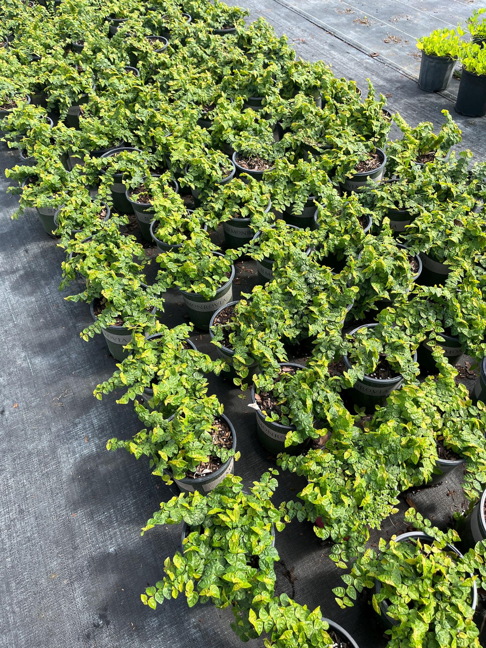 Charming Ficus Pumila Minima – Miniature Creeping Fig for Lush Greenery ...
