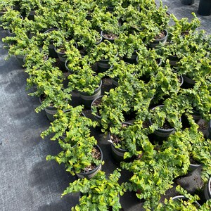 Charming Ficus Pumila Minima – Miniature Creeping Fig for Lush Greenery ...