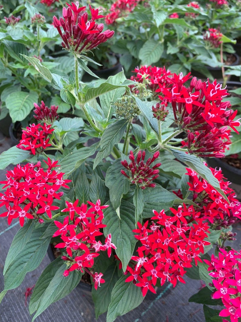6in Large Red Pentas Plant (pentas Lanceolata) - Butterfly and ...