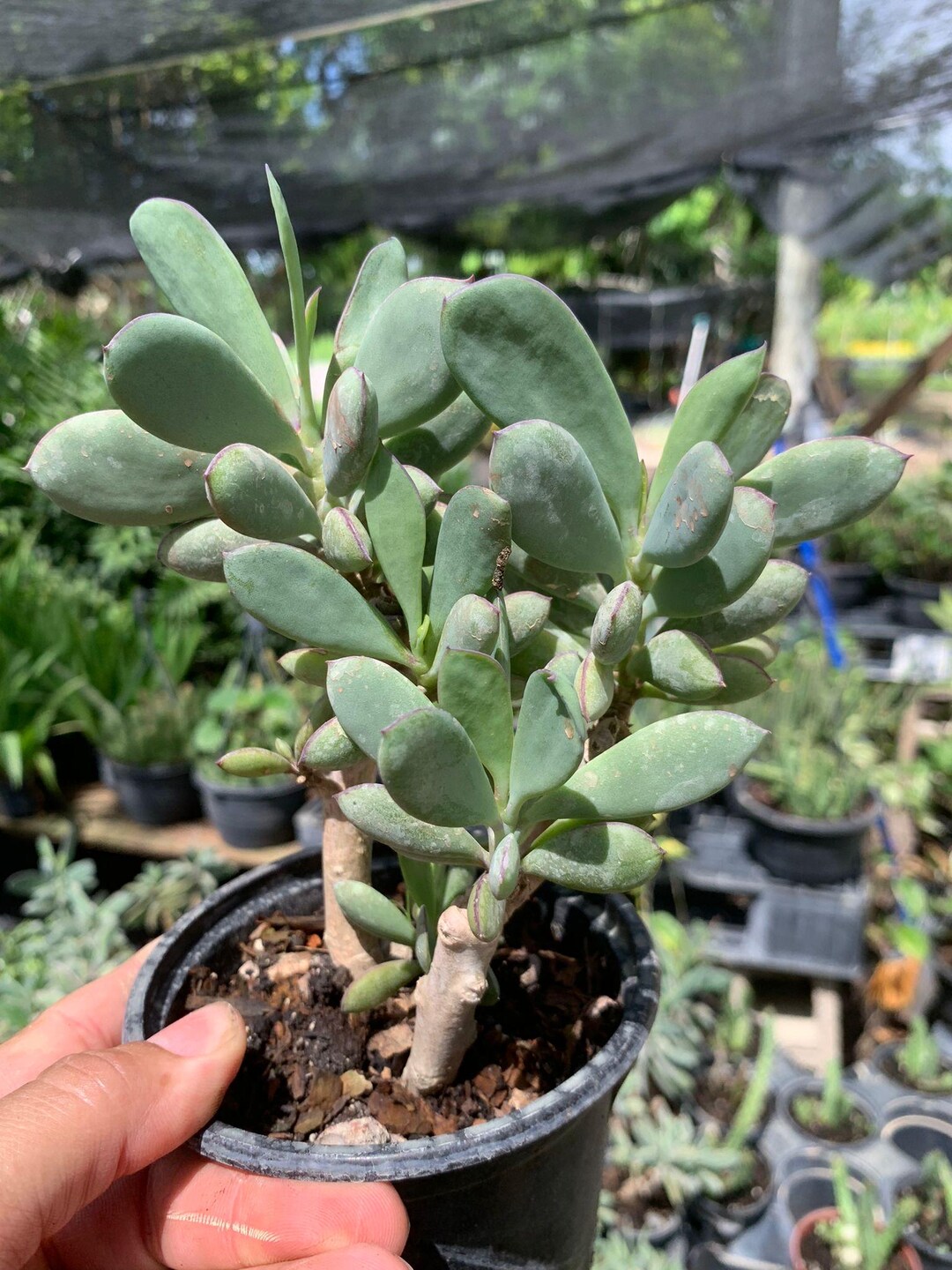 Propeller Plant Succulent (crassula Falcata): Easy Care Indoor Plant - Etsy