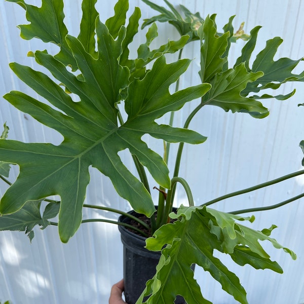 Philodendron Hope - Etsy