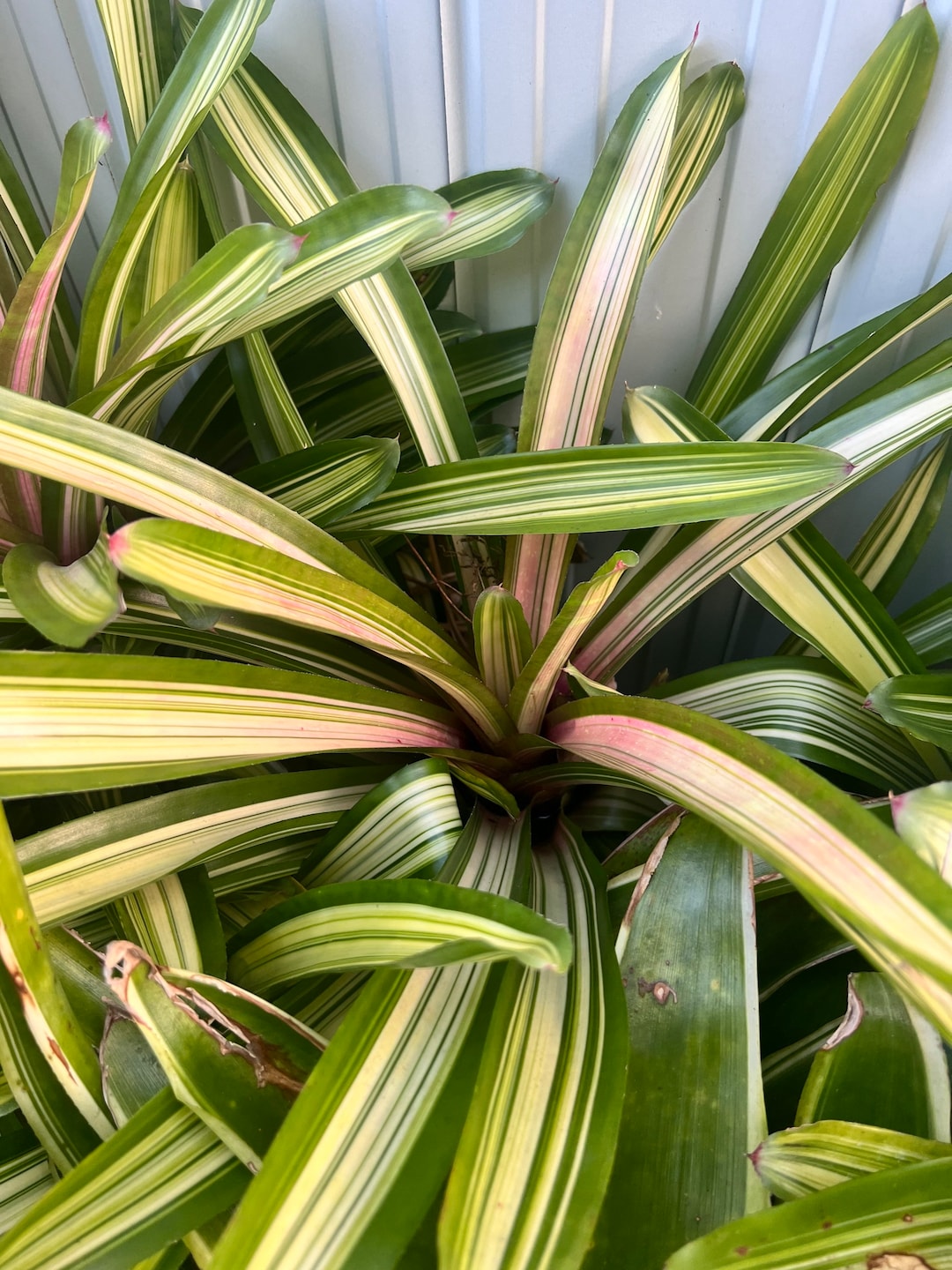 Variegated Bromeliad, Pink White Lines Bromeliad/ 1 Live Plant ...