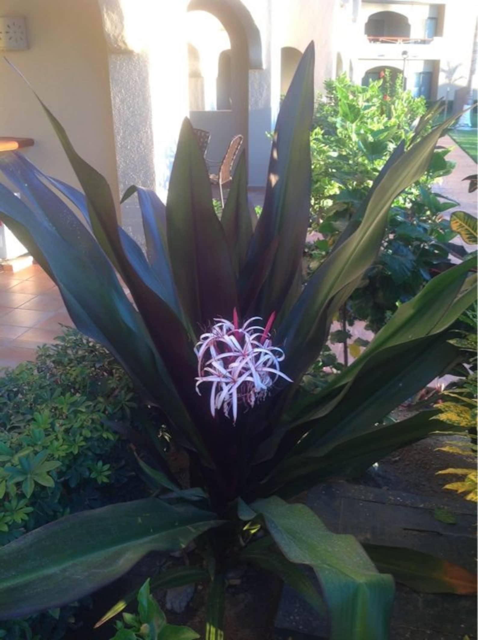 Queen Emma Crinum Lily: Rare Exotic Houseplant, Outdoor Landscape Plant ...