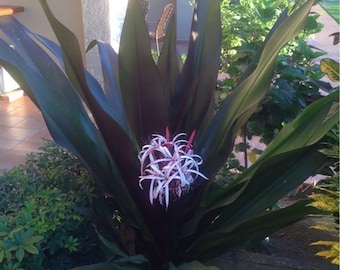 Queen Emma Lily (crinum Augustum) - Etsy