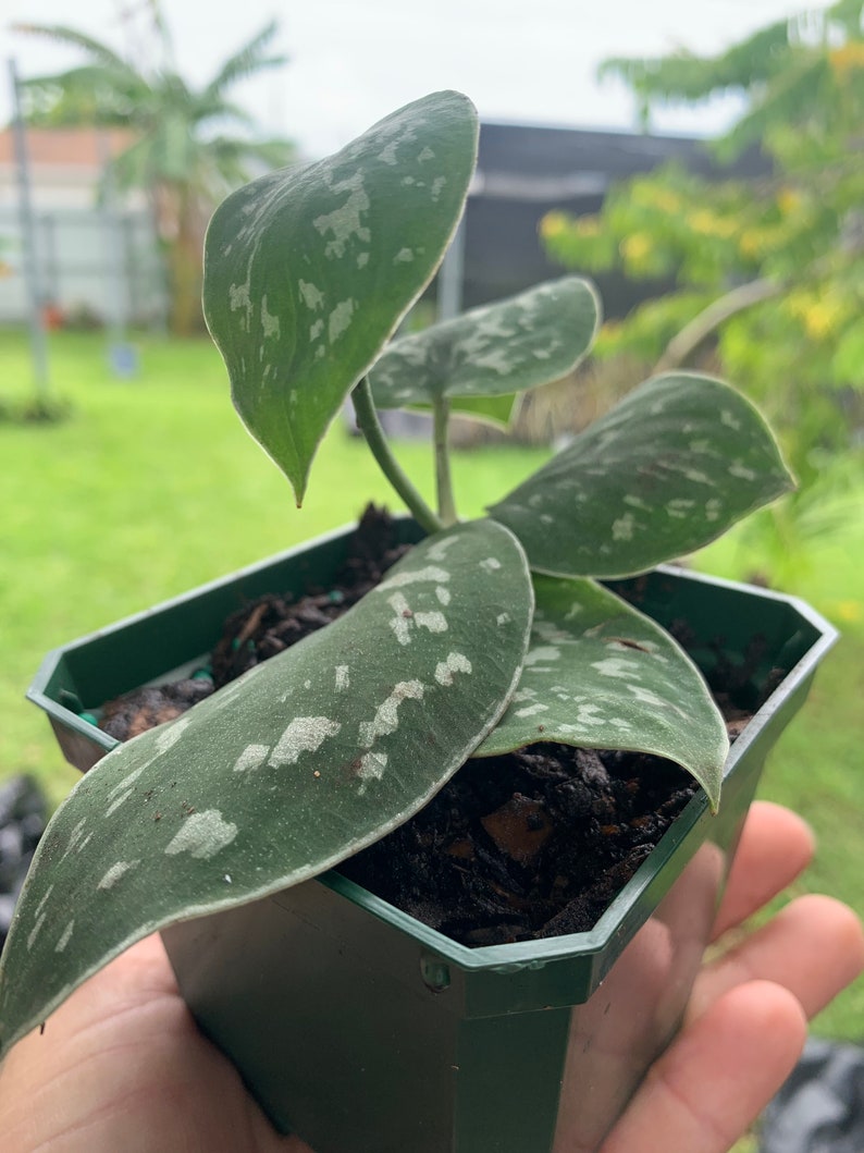 Satin Pothos silver Pothos Scindapsus Pictus Live Starter - Etsy