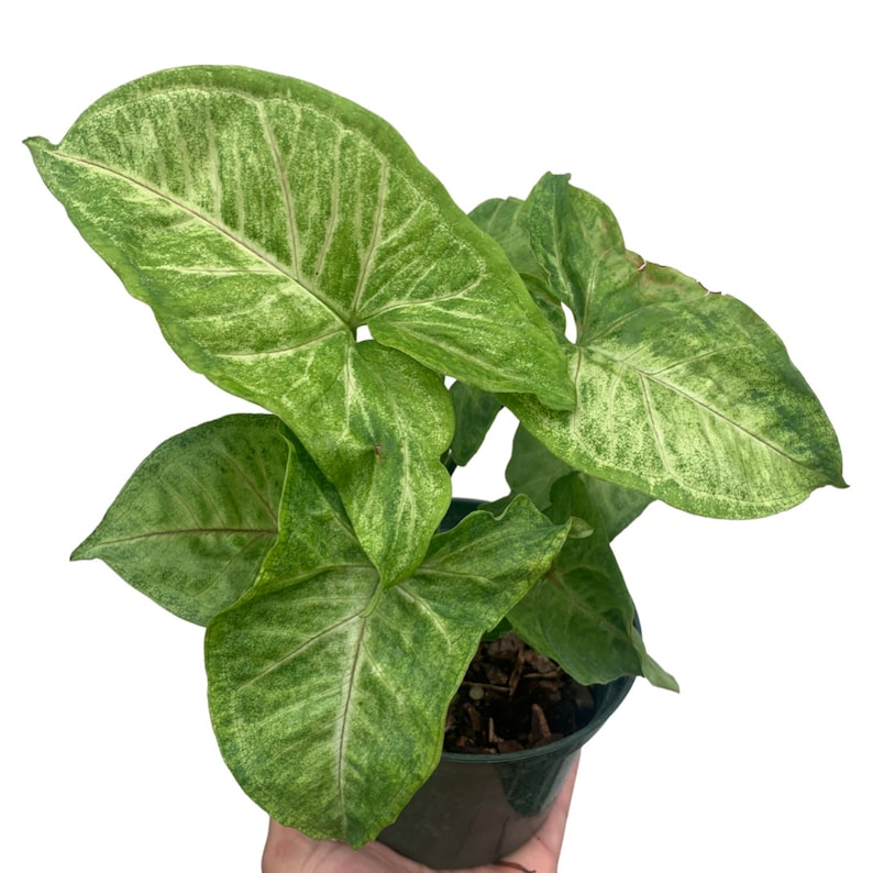 Syngonium Podophyllum, Goosefoot Plant / Nephthytis/ House Plant 4" Pot ...