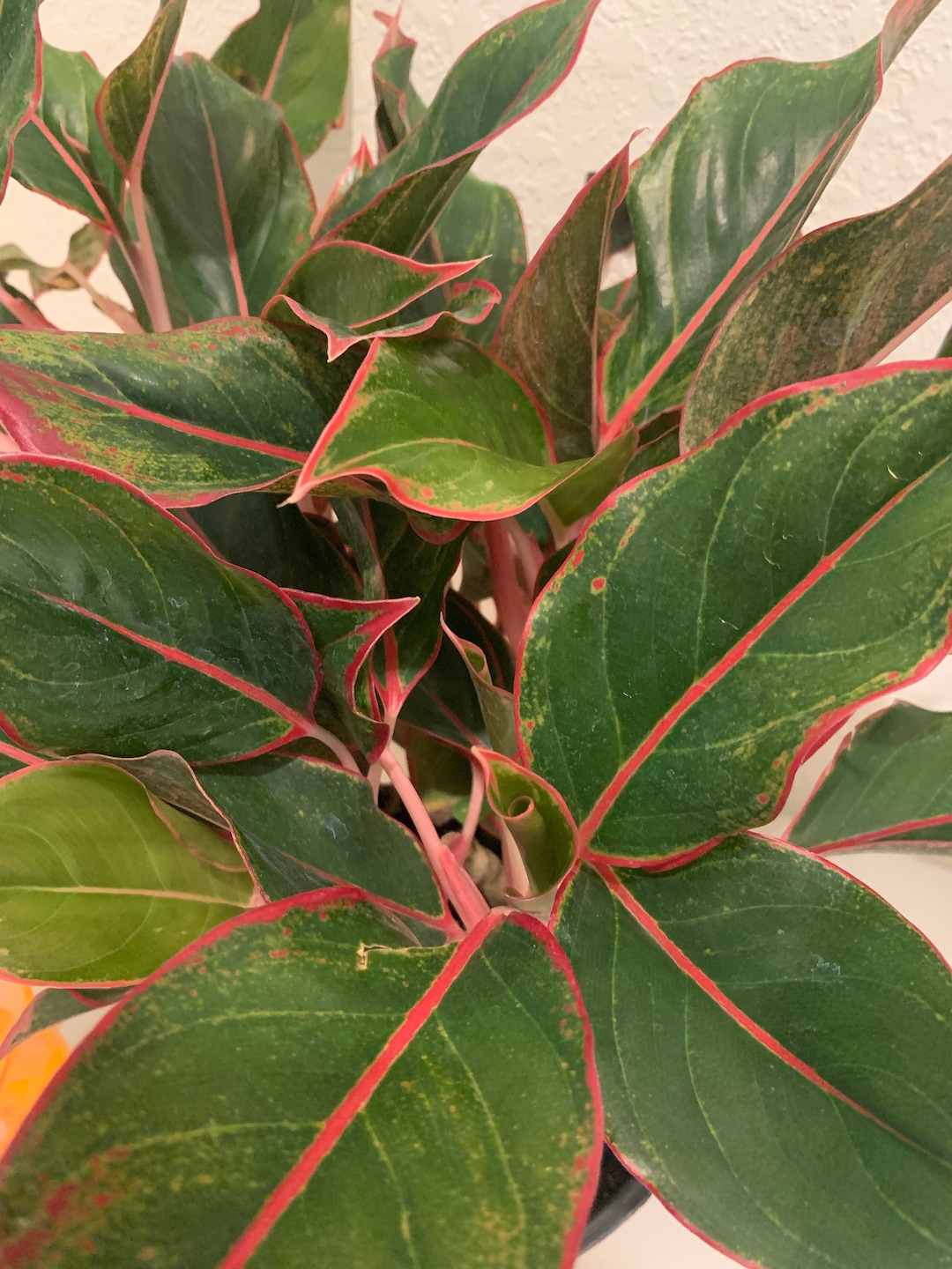 Red Siam Aglaonema: Chinese Evergreen Indoor Plant - Etsy