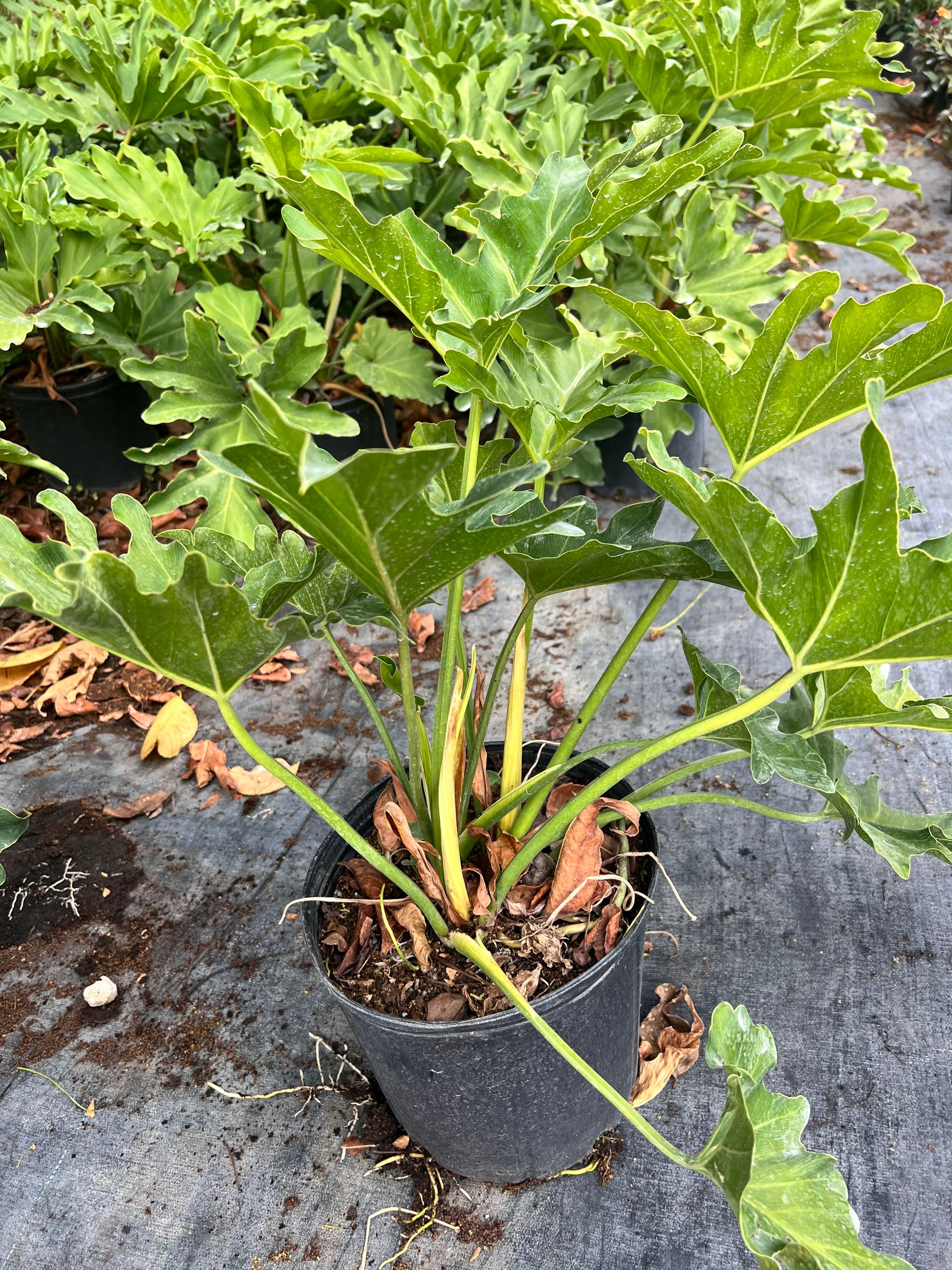 Large Split Leaf Philodendron Selloum Plant (24-30" Tall) - Etsy