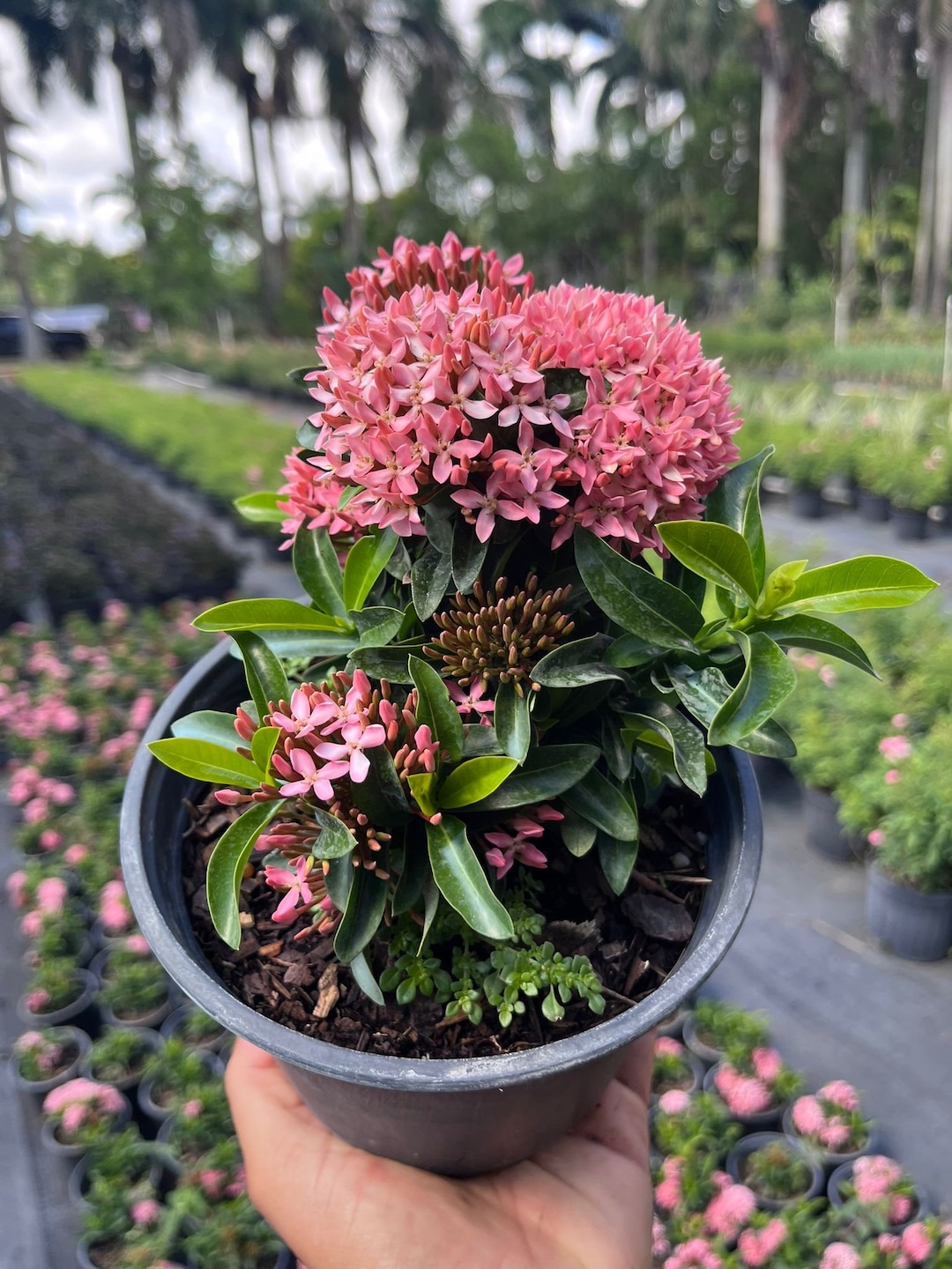Vibrant Dwarf Ixora Pink – Live Plant in 1 Gal Pot | Ideal for Small ...
