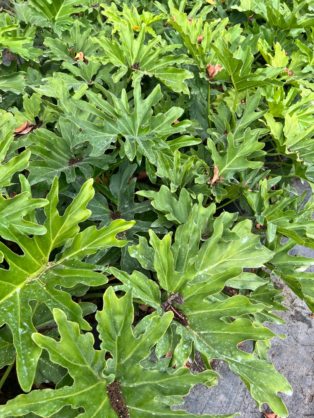 Large Split Leaf Philodendron Selloum Plant (24-30" Tall) - Etsy