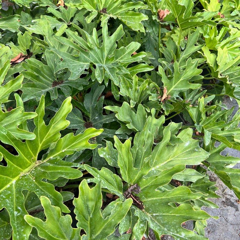 Philodendron Hope - Etsy