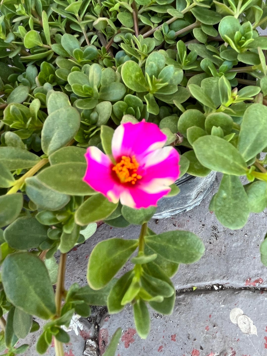 Pink Lady Portulaca Live Plant - Bicolor Purslane - 6 Inches Pot - Etsy