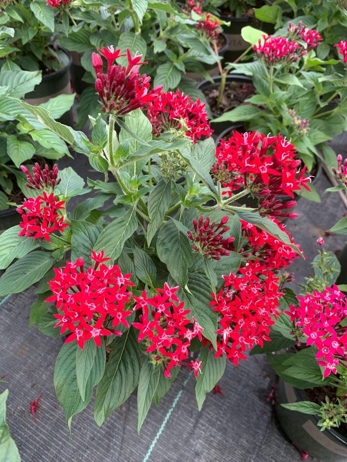 6in Large Red Pentas Plant (pentas Lanceolata) - Butterfly and ...
