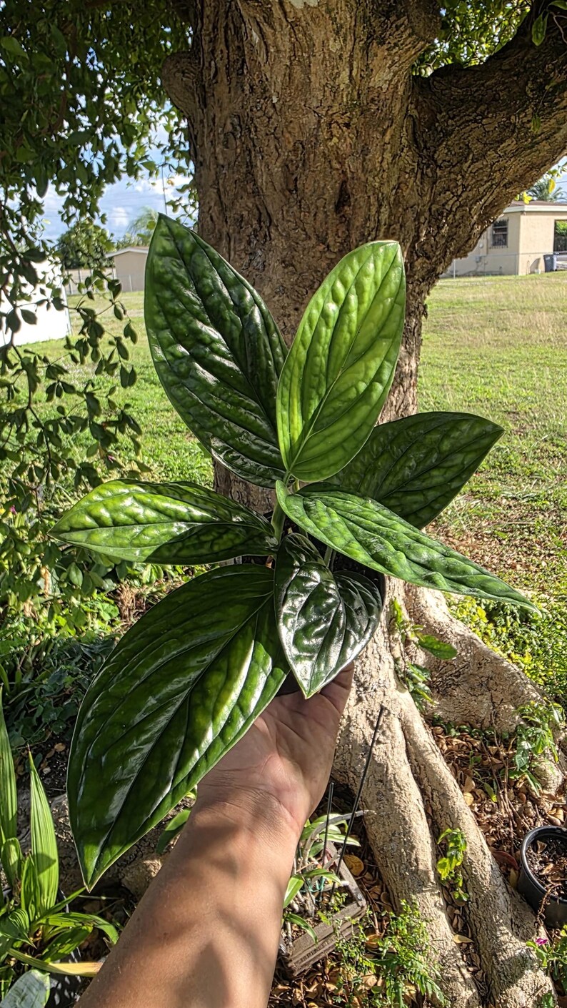 Monstera Peru, Philodendron Peru Galaxy, Exotic Houseplant Collection ...